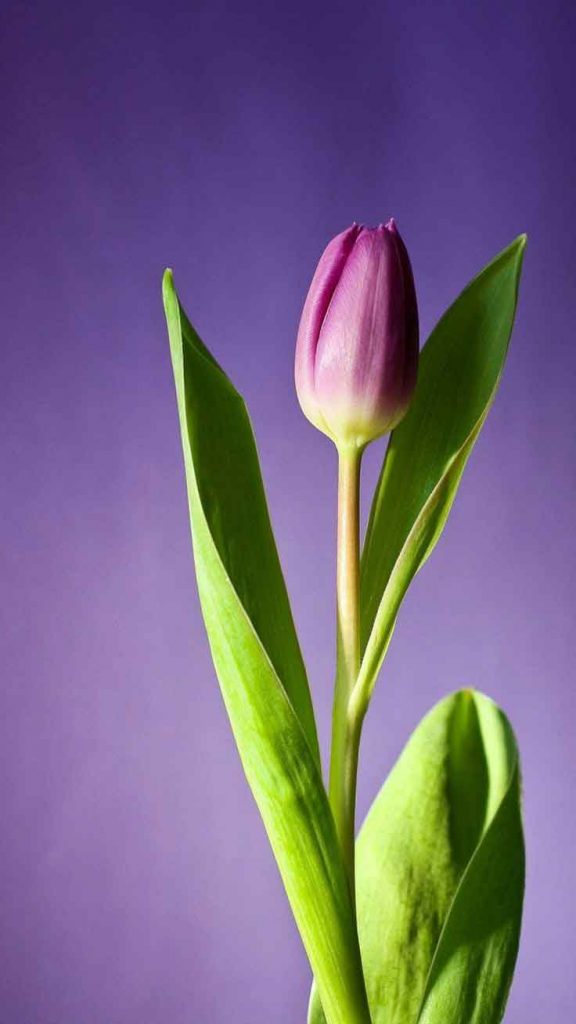 Lily Flower लिली फूल: सुंदरता, देखभाल और उपयोग की पूरी जानकारी